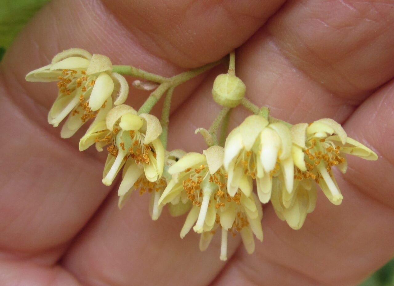 More Limes - Tree Guide UK - More lime trees identification