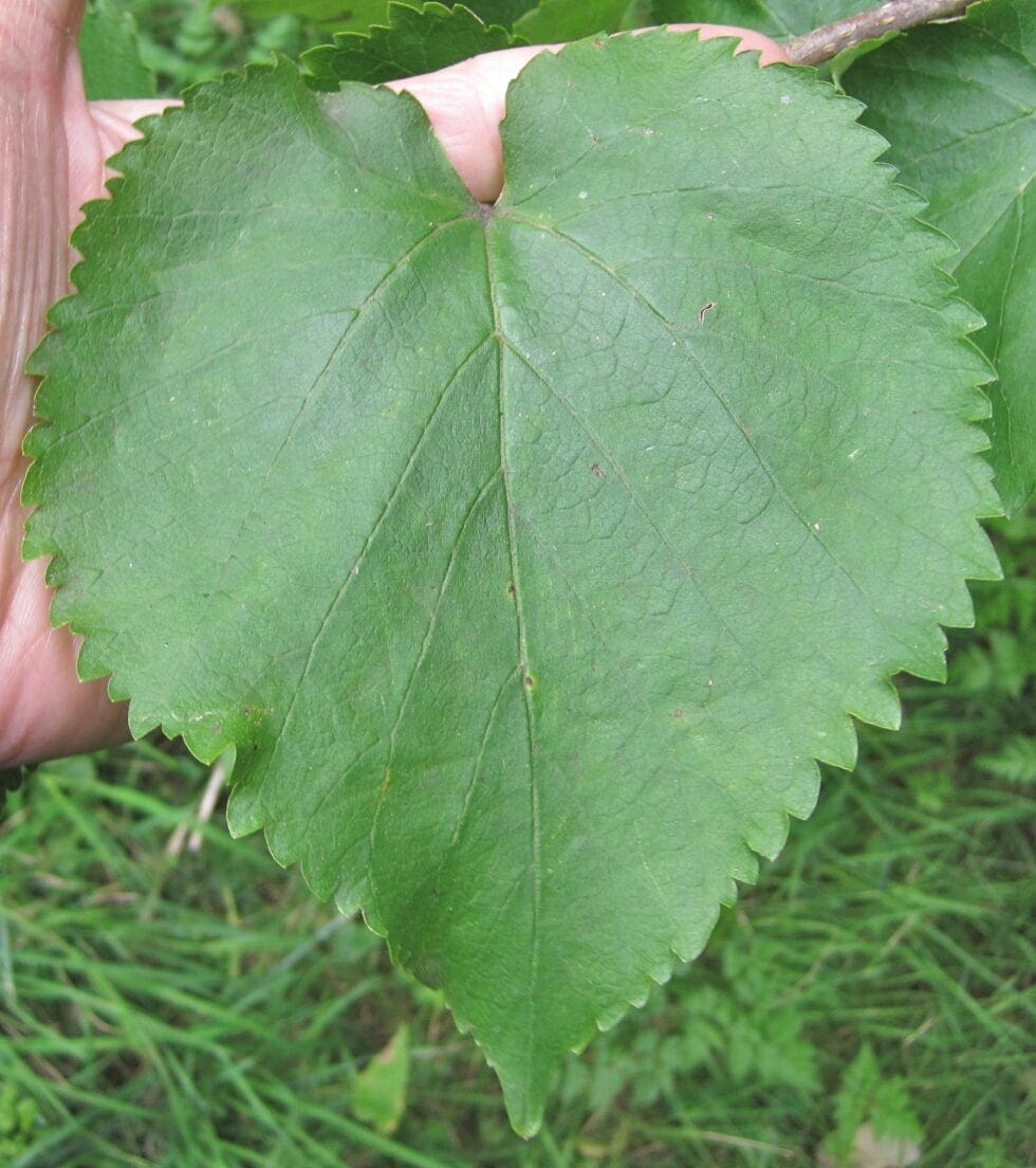 Mulberries - Tree Guide UK - Mulberry tree identification