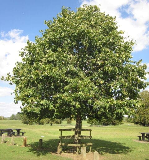 Turkish Hazel - Tree Guide UK - Turkish Hazel tree identification