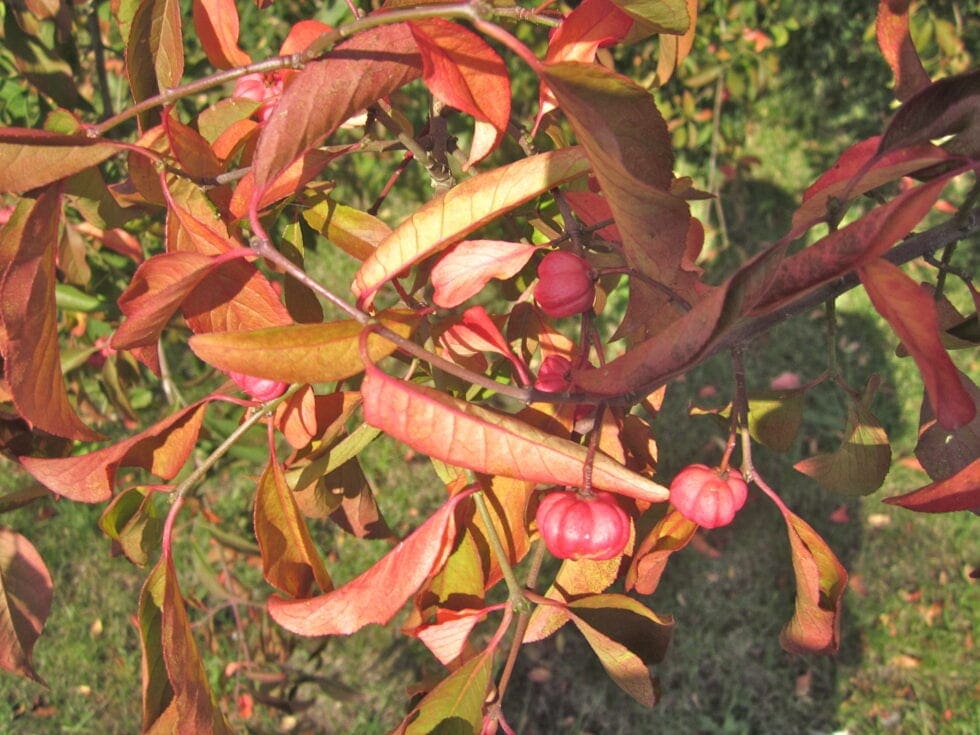 Spindle - Tree Guide UK - Spindle tree identification
