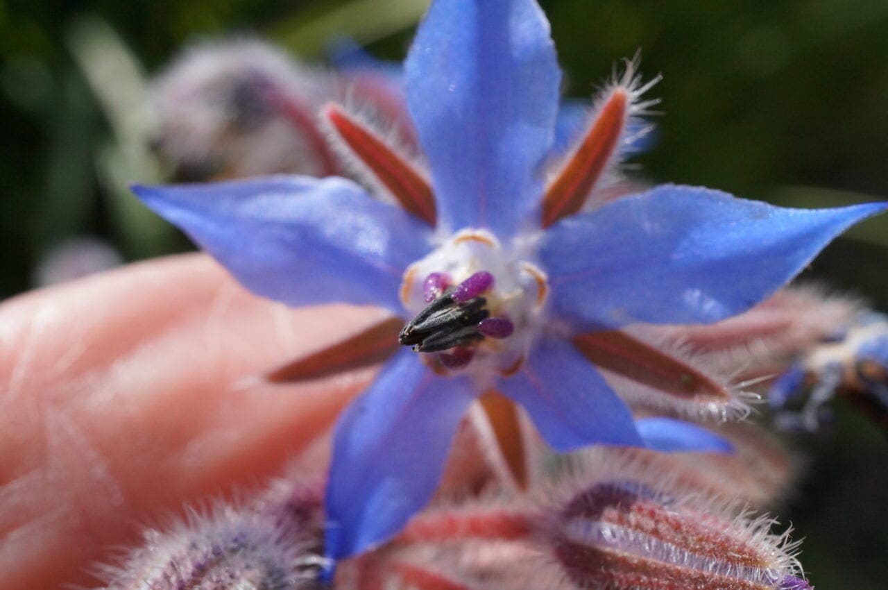 Borage Family - Borage Family