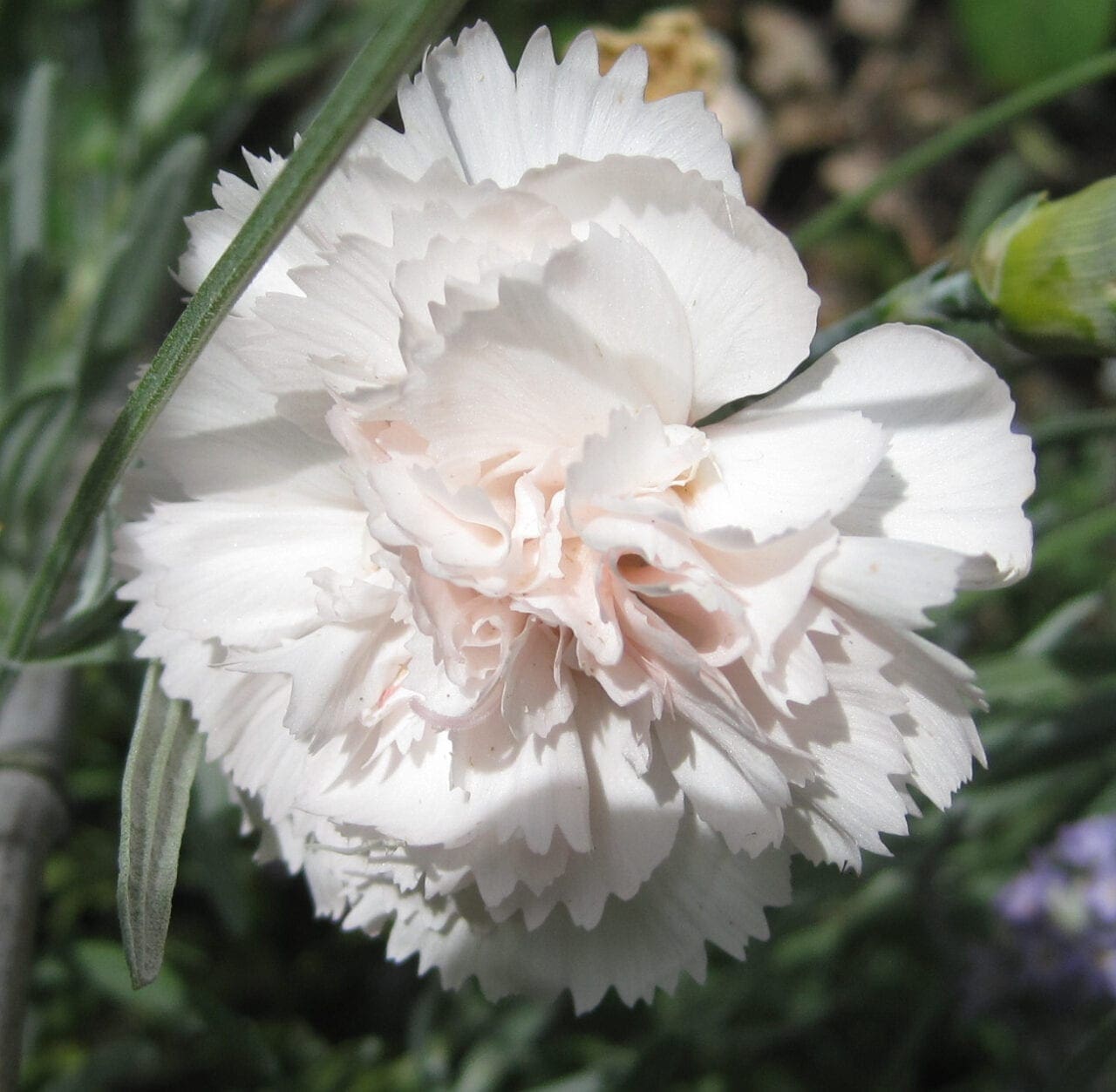 Pink Family - The Pink Family