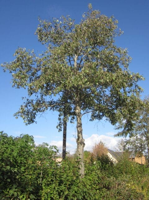 More Alders - Tree Guide UK - More Alders identification