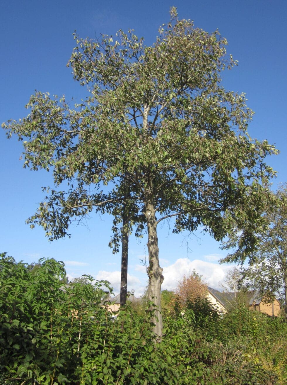 More Alders - Tree Guide UK - More Alders identification