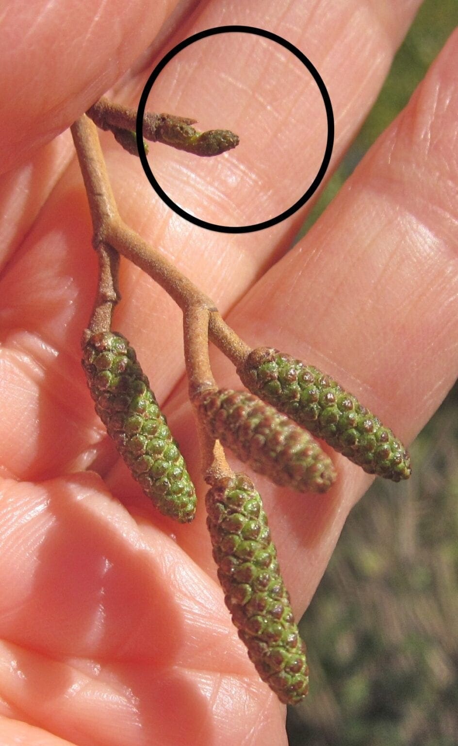 More Alders - Tree Guide UK - More Alders identification