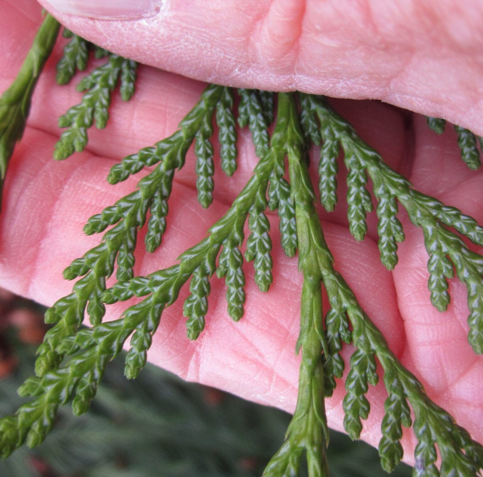 Western Red Cedar - Tree Guide UK - Western Red Cedar identification
