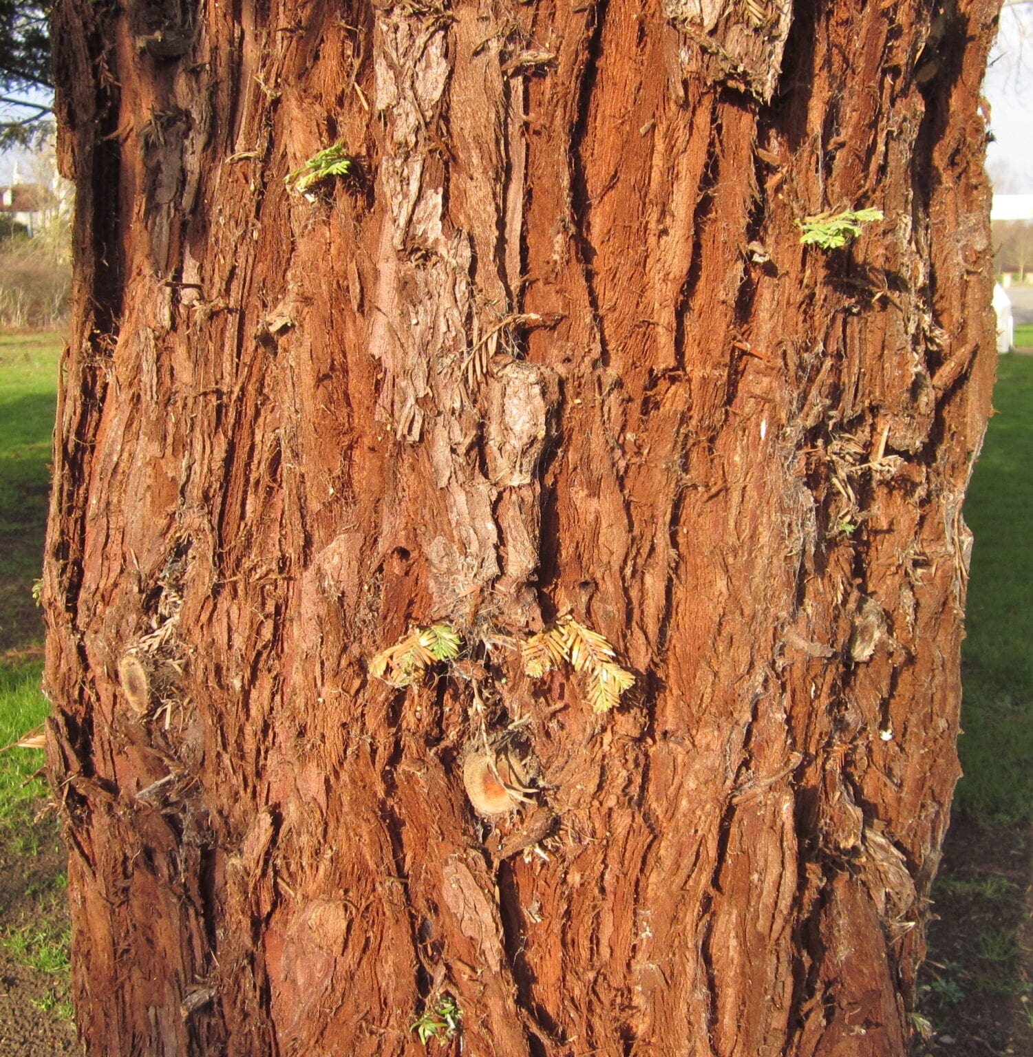 Coast Redwood - Tree Guide UK - Coast Redwood tree identification