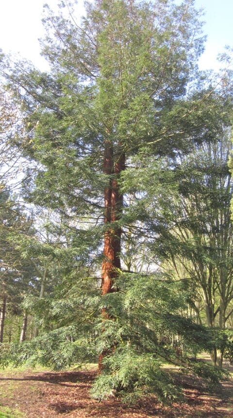 Coast Redwood - Tree Guide UK - Coast Redwood tree identification
