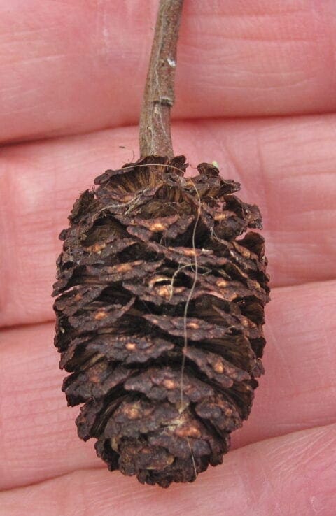 More Alders - Tree Guide UK - More Alders identification