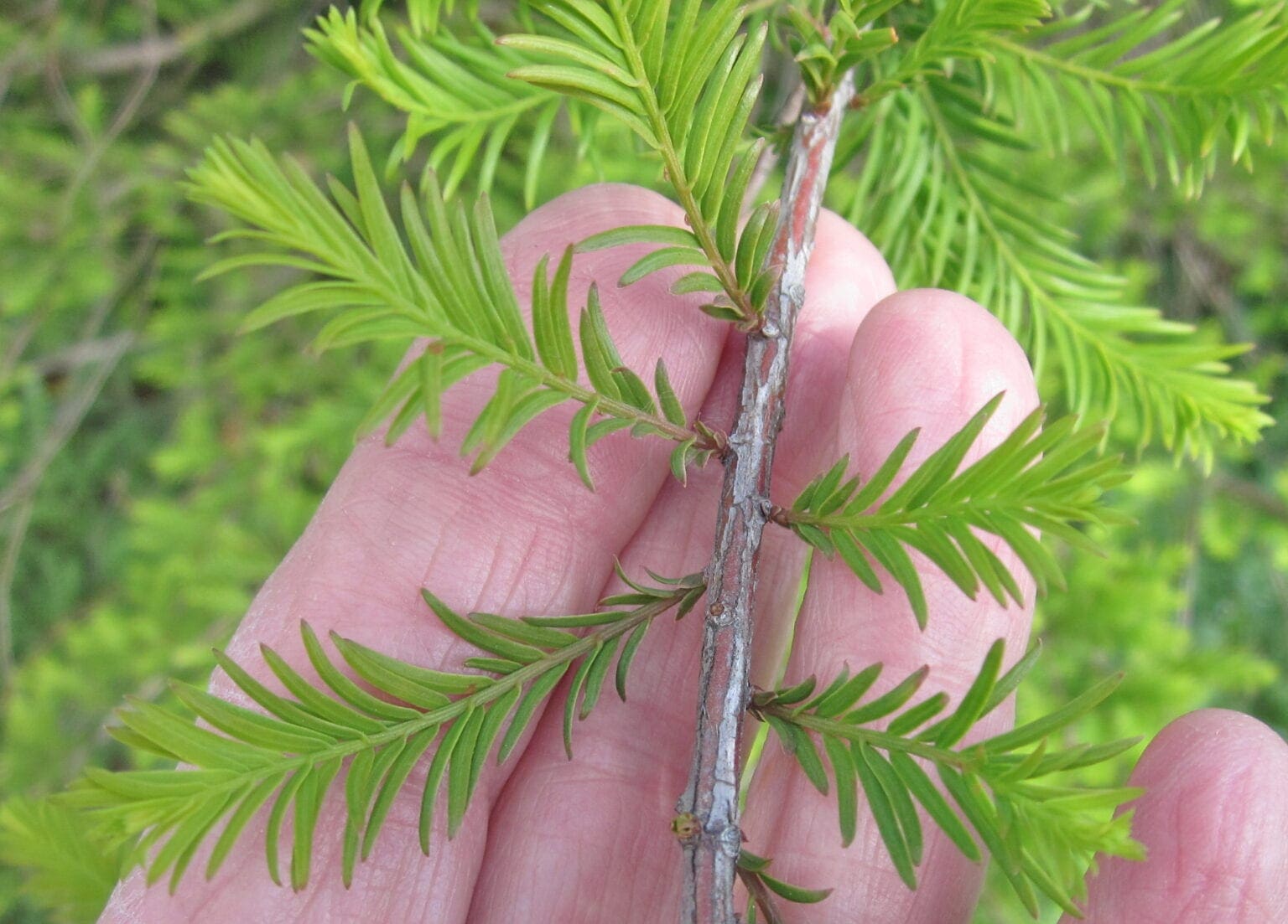 Swamp Cypress - Tree Guide UK- Swamp Cypress tree identification