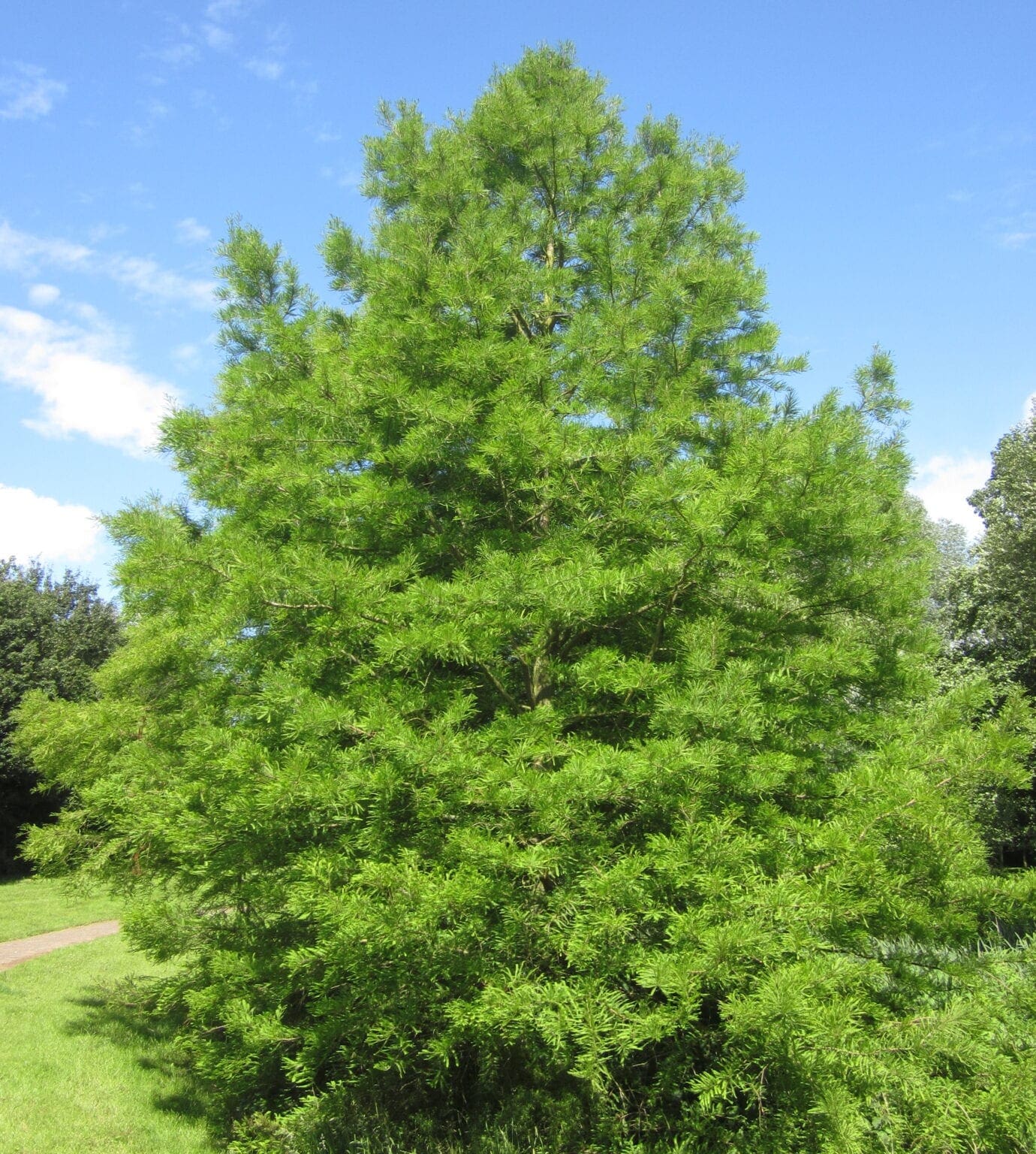 Swamp Cypress - Tree Guide UK- Swamp Cypress tree identification