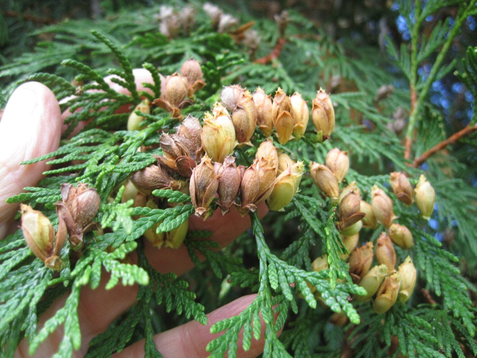 Western Red Cedar - Tree Guide UK - Western Red Cedar identification