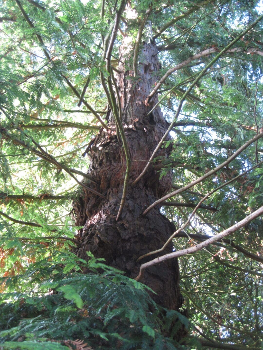 Coast Redwood - Tree Guide UK - Coast Redwood tree identification