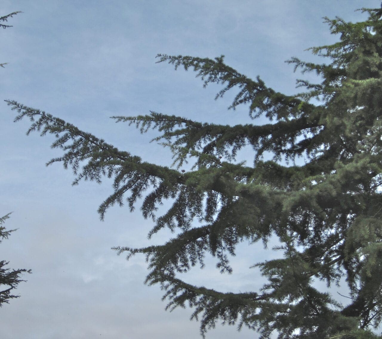Cedars - Tree Guide UK - Cedar tree identification