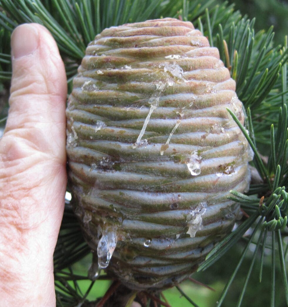 Cedars - Tree Guide UK - Cedar tree identification