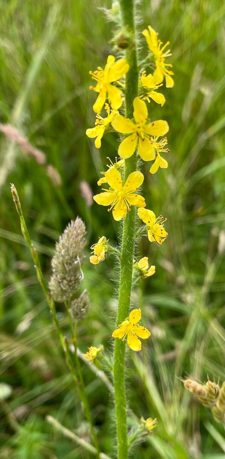 Wildflowers in July - Tree Guide UK