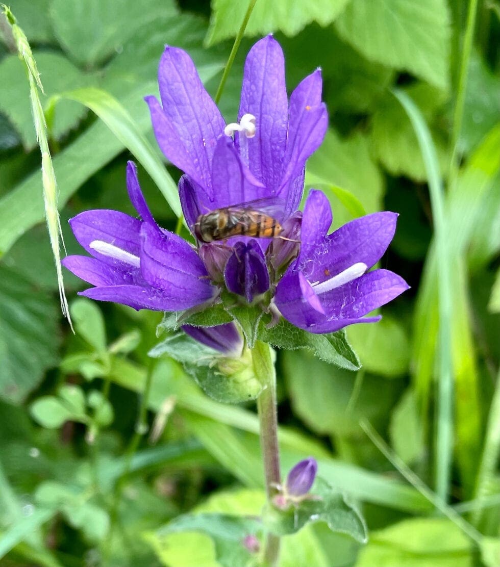 Wildflowers in July - Tree Guide UK