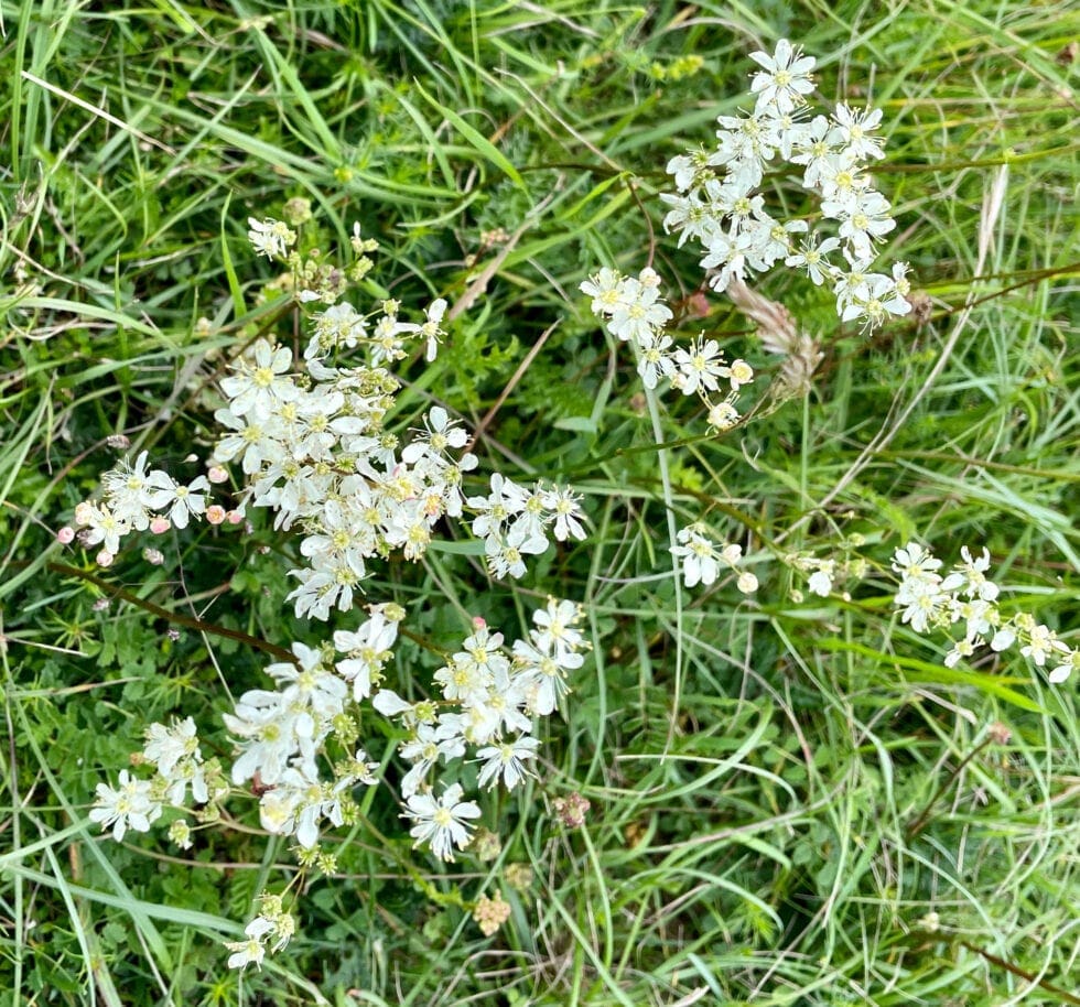 Wildflowers in July - Tree Guide UK