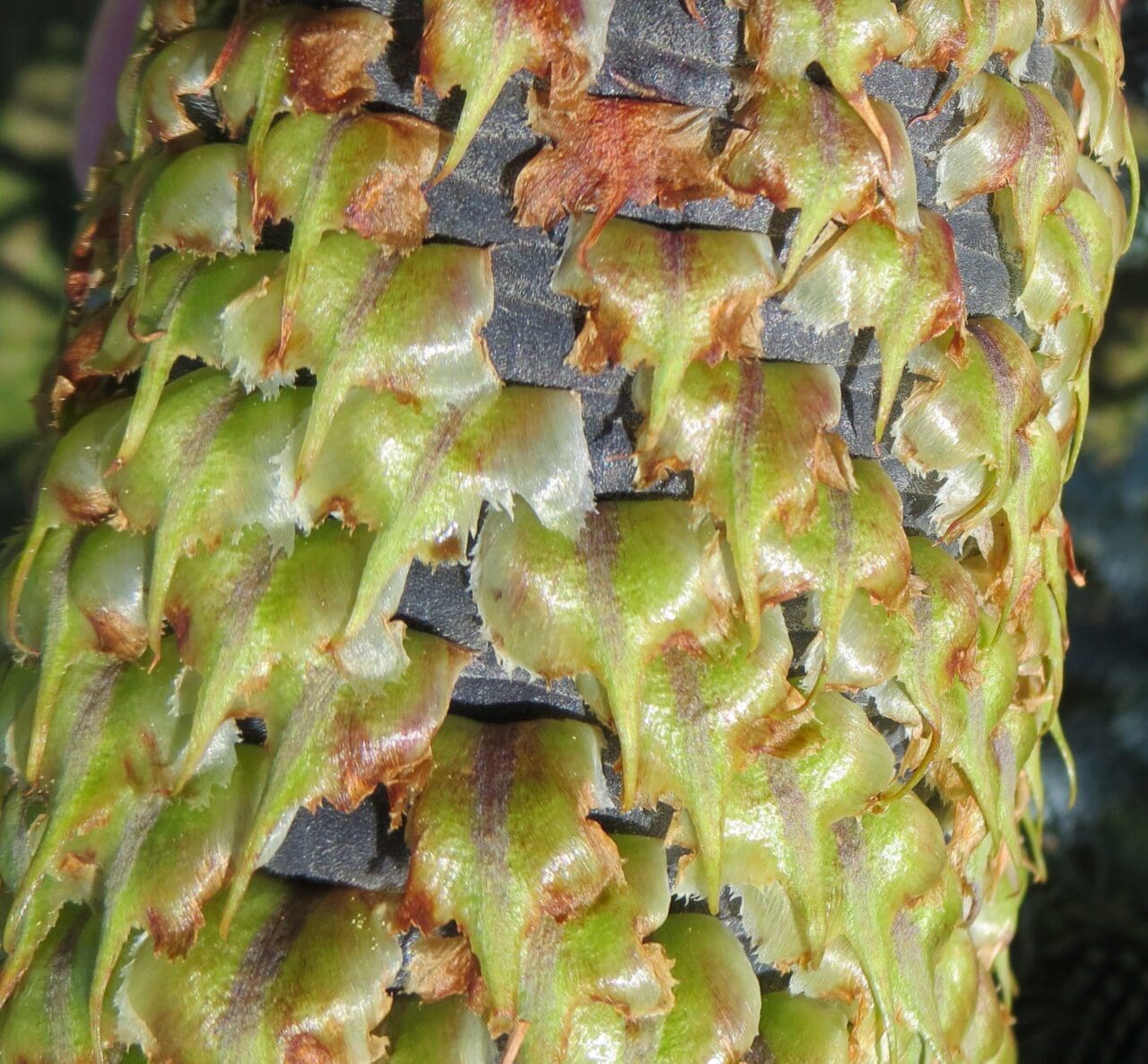 Noble Fir - Tree Guide UK - Noble Fir tree Identification