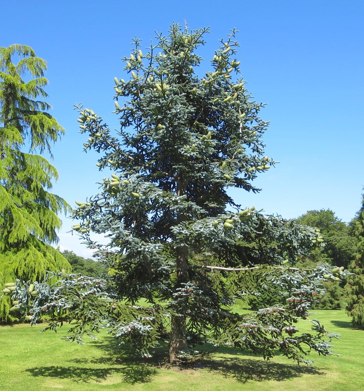 Noble Fir - Tree Guide UK - Noble Fir tree Identification