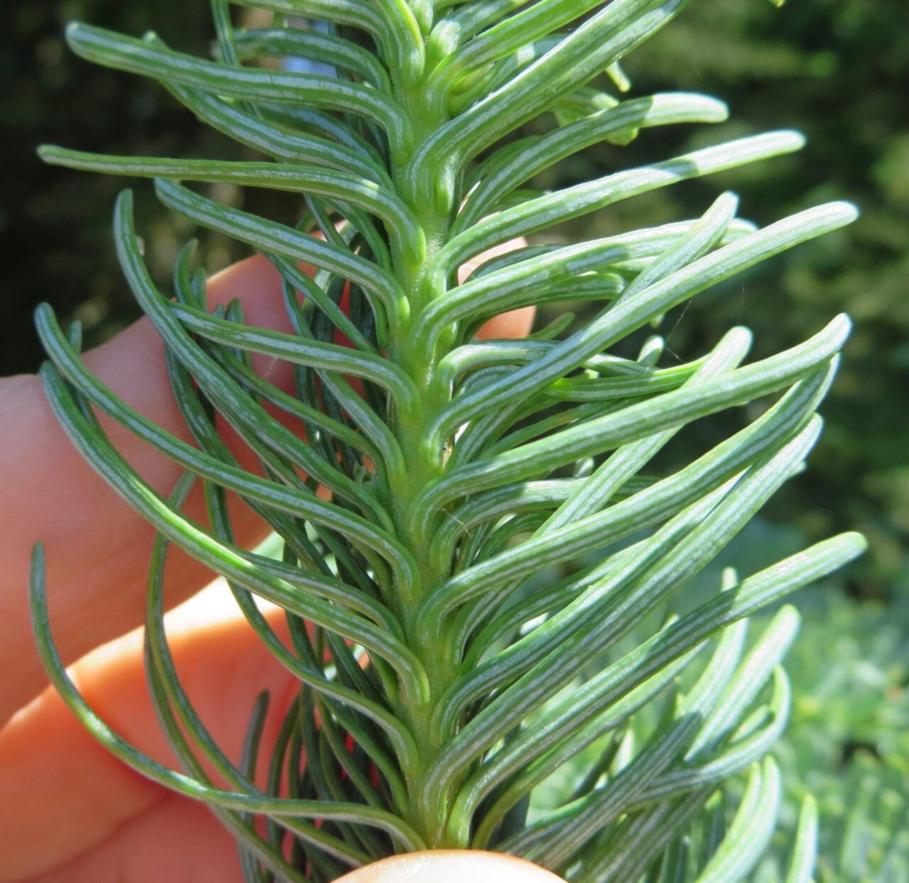 Noble Fir - Tree Guide UK - Noble Fir tree Identification