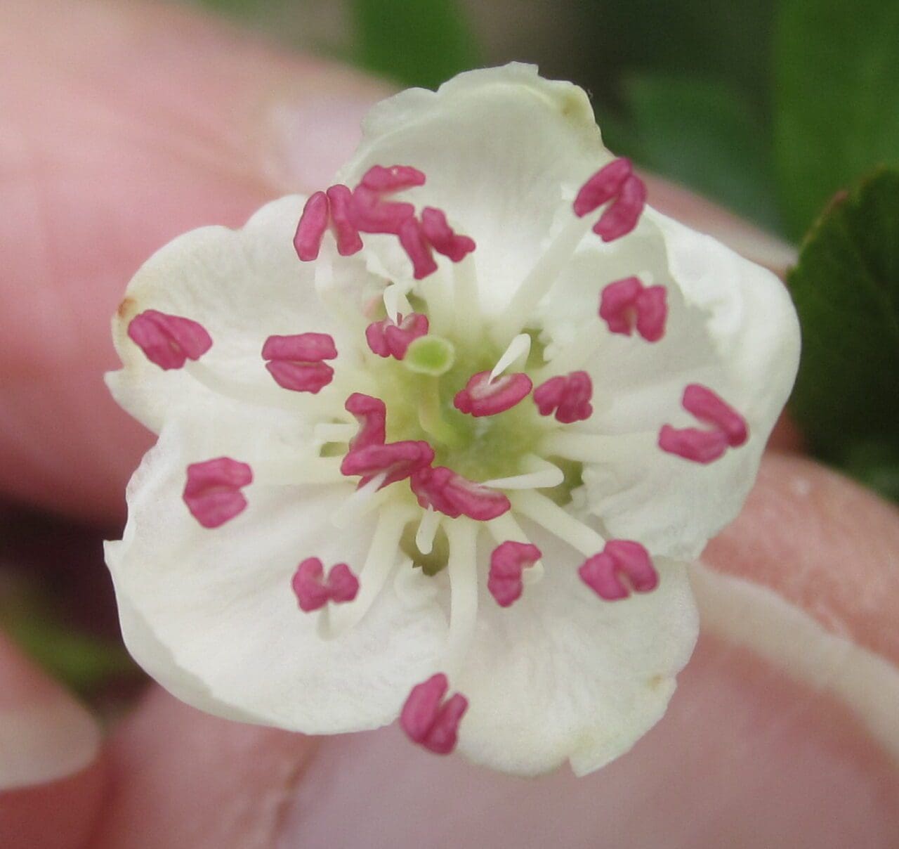 Hawthorn - Tree Guide UK - Common Hawthorn tree identification