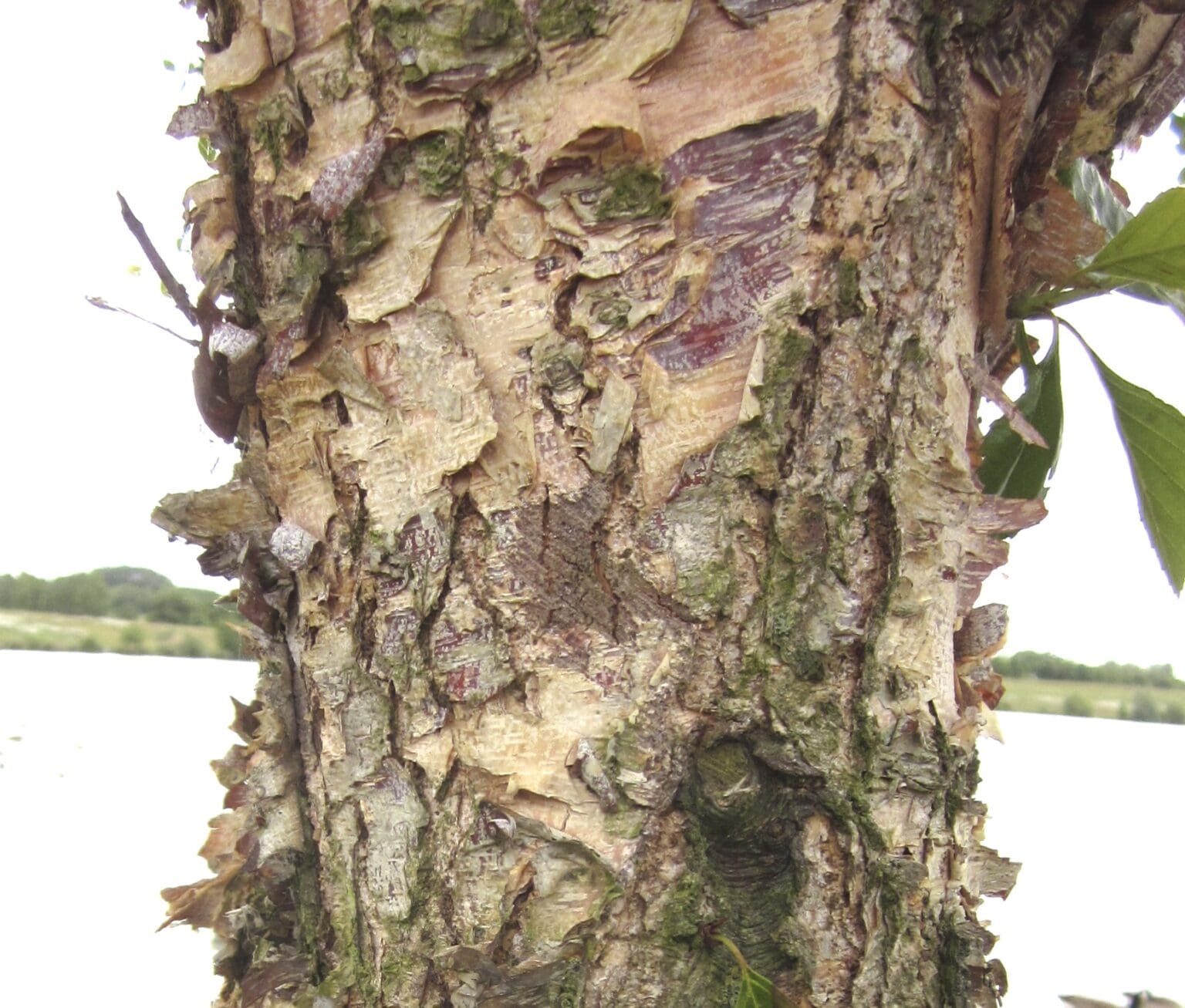 Birch Tree Bark - Tree Guide UK - Birch tree ID by bark