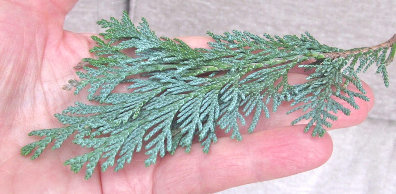 Leaves - Tree Guide UK - Tree identification by leaf shape