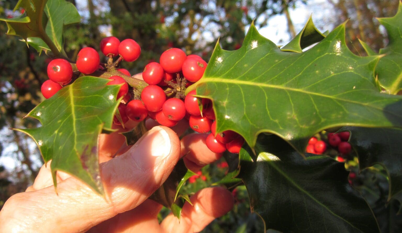 Holly - Tree Guide UK - Holly Tree Identification