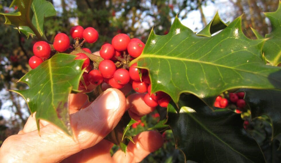 Holly - Tree Guide UK - Holly Tree Identification