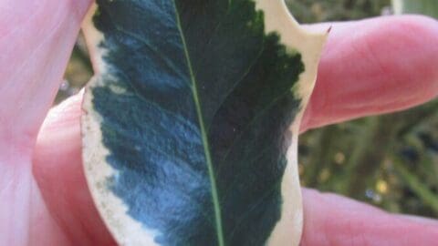 Holly - Tree Guide UK - Holly Tree Identification