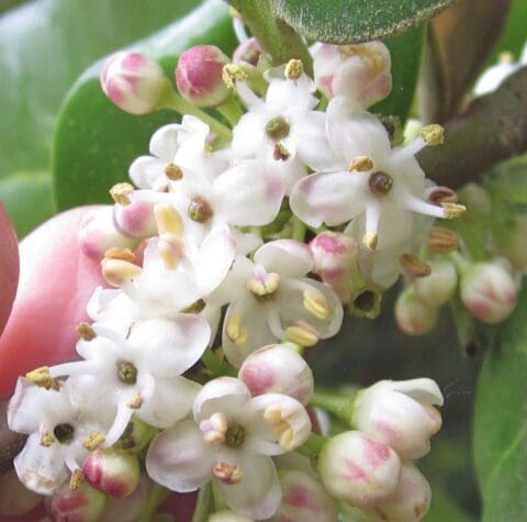 Holly - Tree Guide UK - Holly Tree Identification