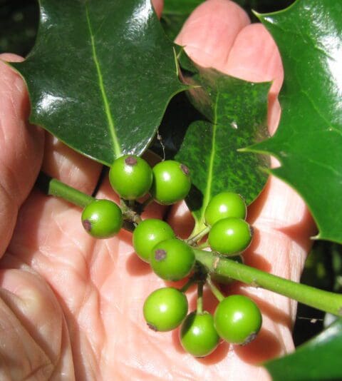Holly - Tree Guide UK - Holly Tree Identification