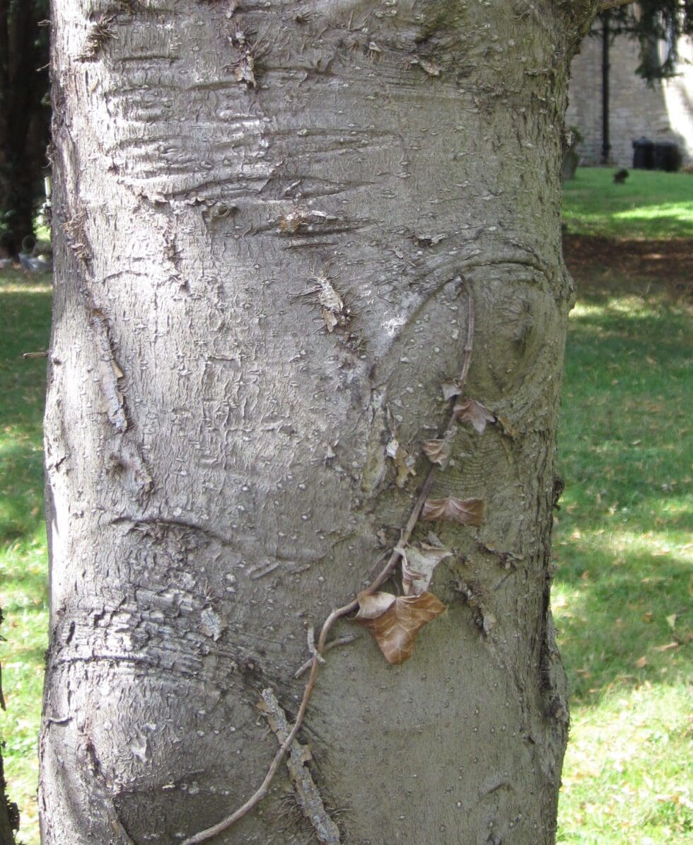 Holly - Tree Guide UK - Holly Tree Identification