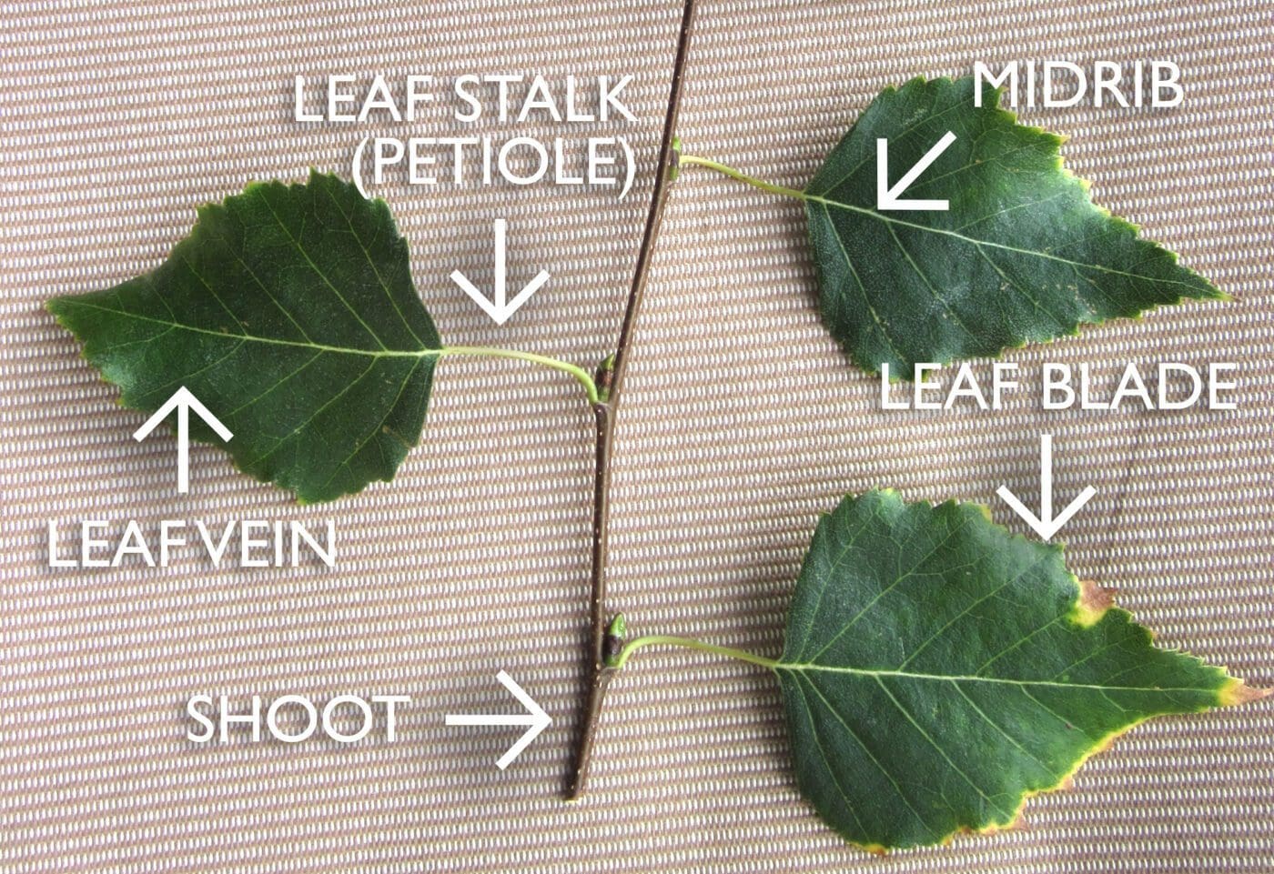 birch silver 5 - Tree Guide UK