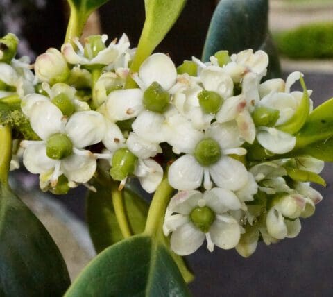 Holly - Tree Guide UK - Holly Tree Identification