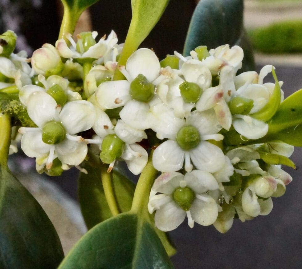 Holly - Tree Guide UK - Holly Tree Identification