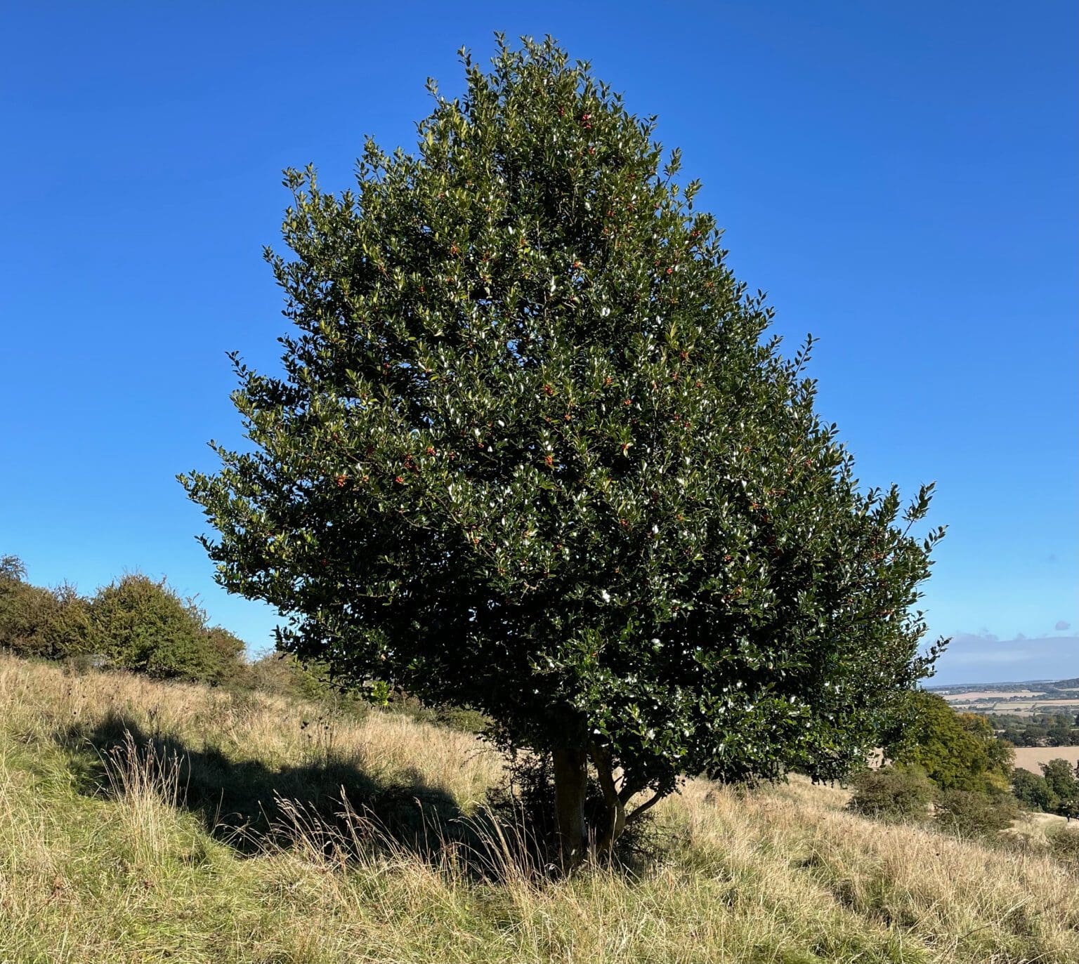 Holly - Tree Guide UK - Holly Tree Identification