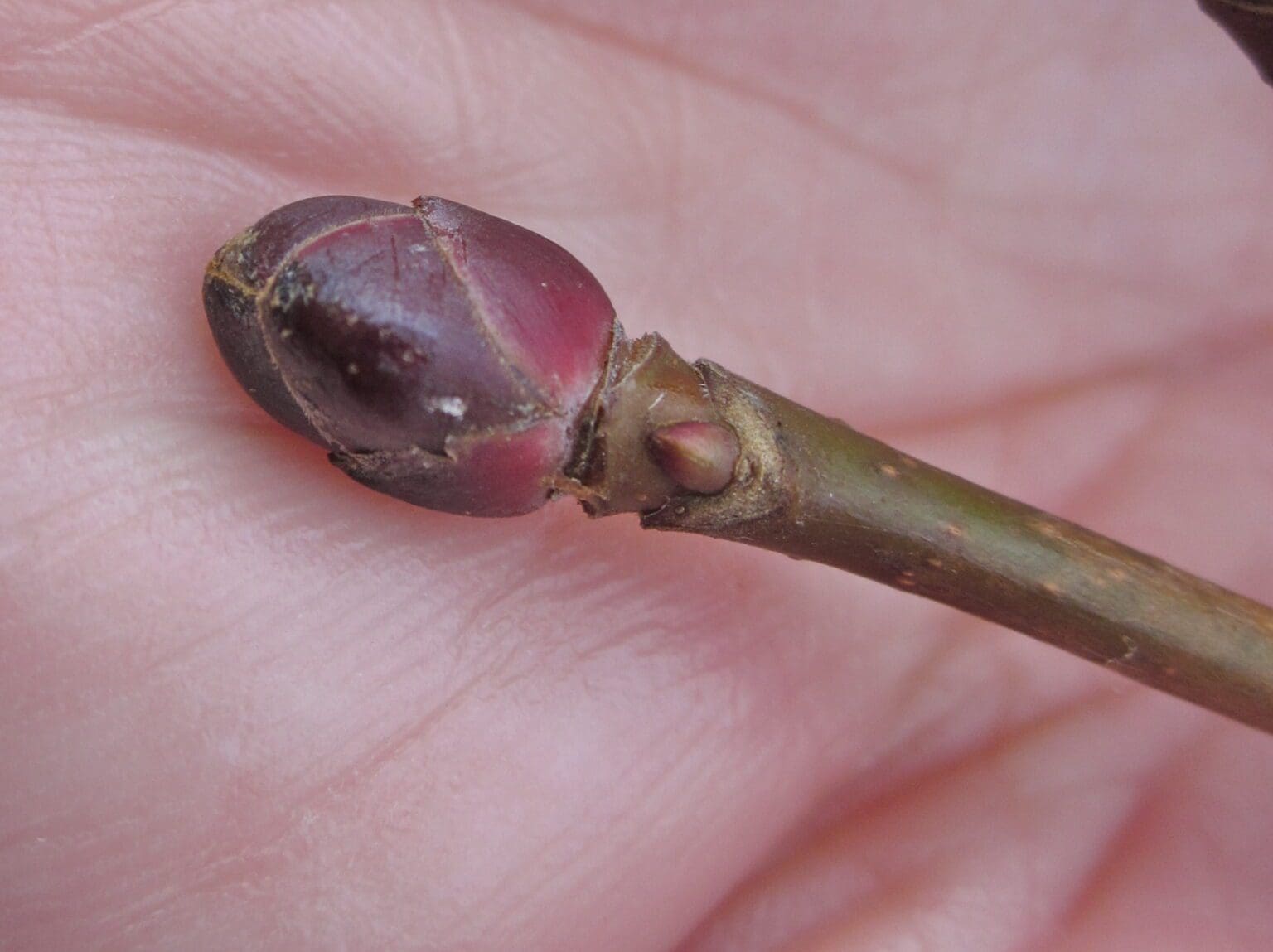 Maples - Tree Guide UK - Maple tree identification