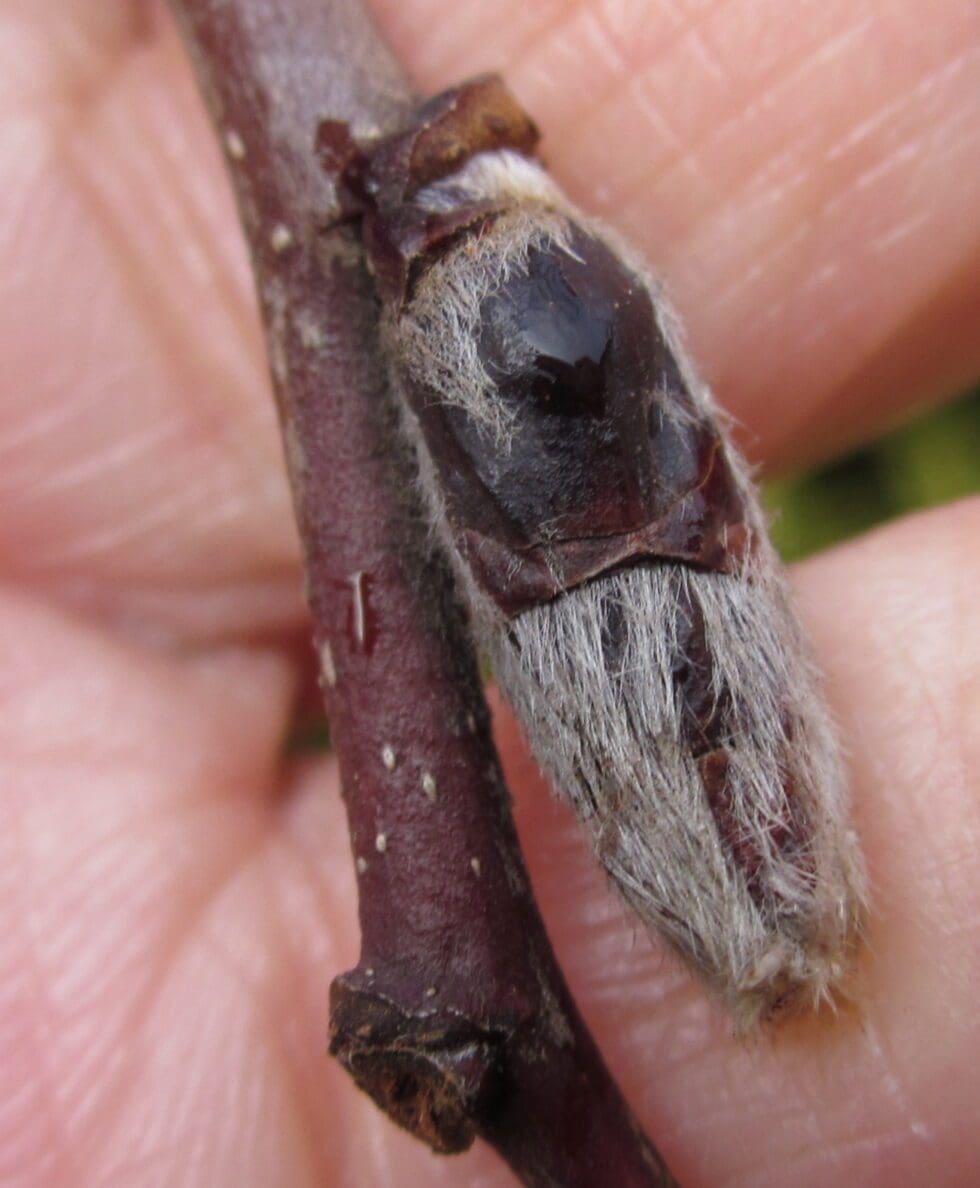 Rowan - Tree Guide UK - Common Rowan tree identification