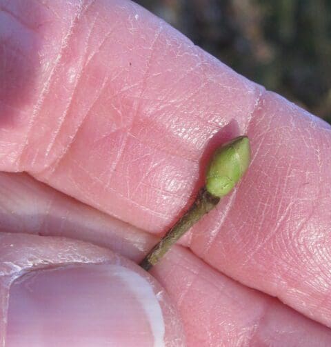 Hazel - Tree Guide UK - Common Hazel tree identification