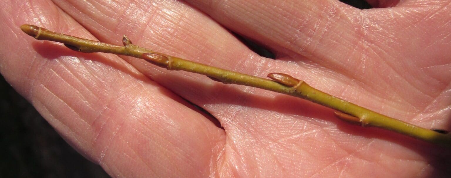 Crack Willow - Tree Guide UK - Crack Willow identification