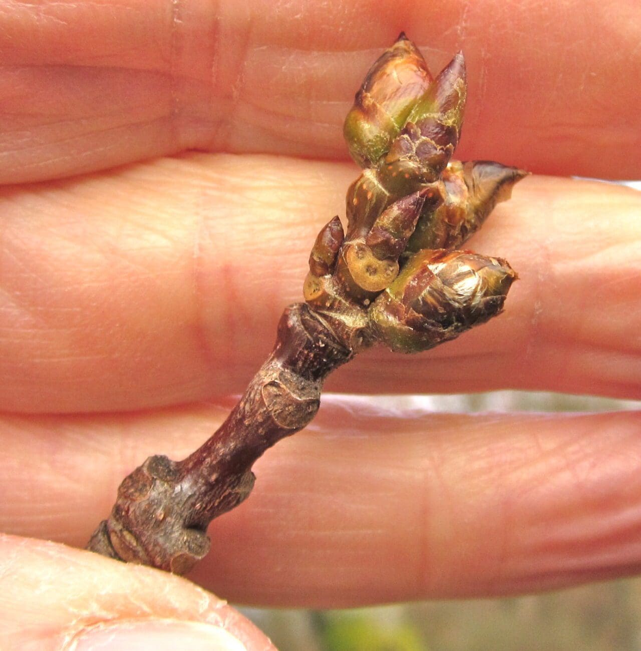 Aspen - Tree Guide UK Aspen tree identification by leaf and catkin