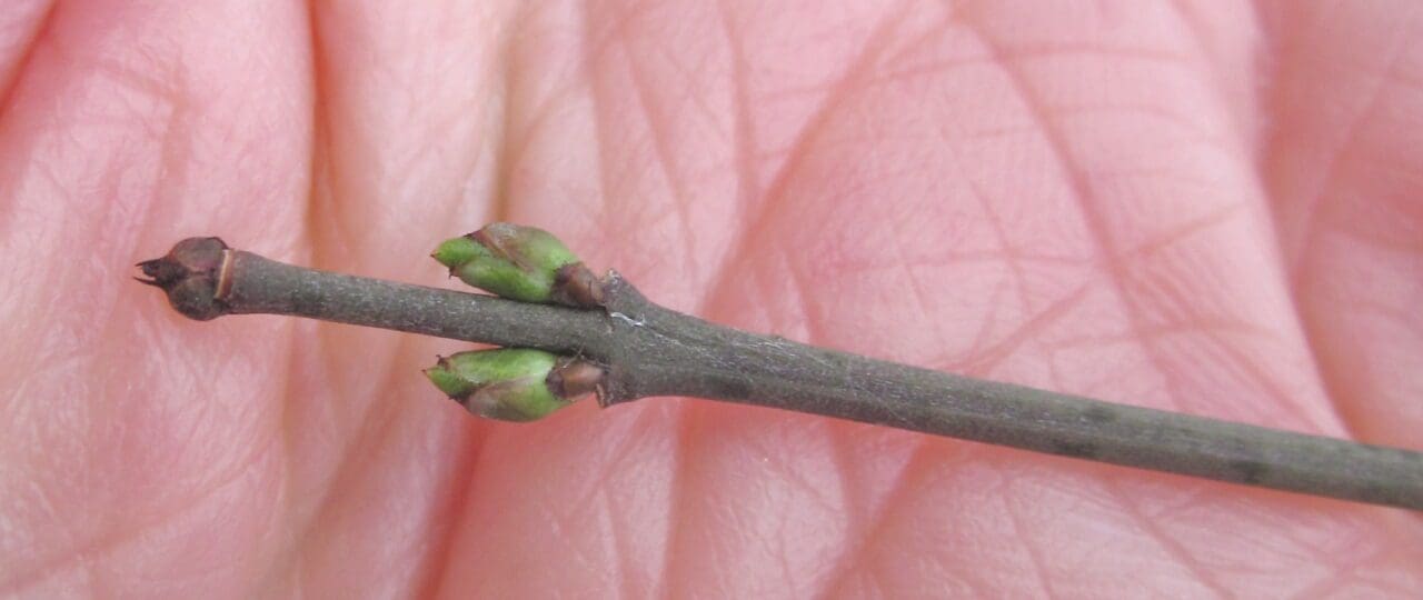 Spindle - Tree Guide UK - Spindle tree identification