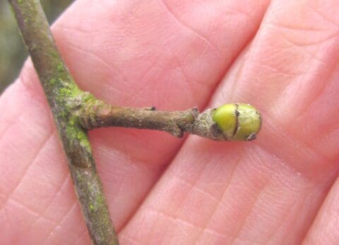 Service Tree - Tree Guide UK - Wild Service Tree identification