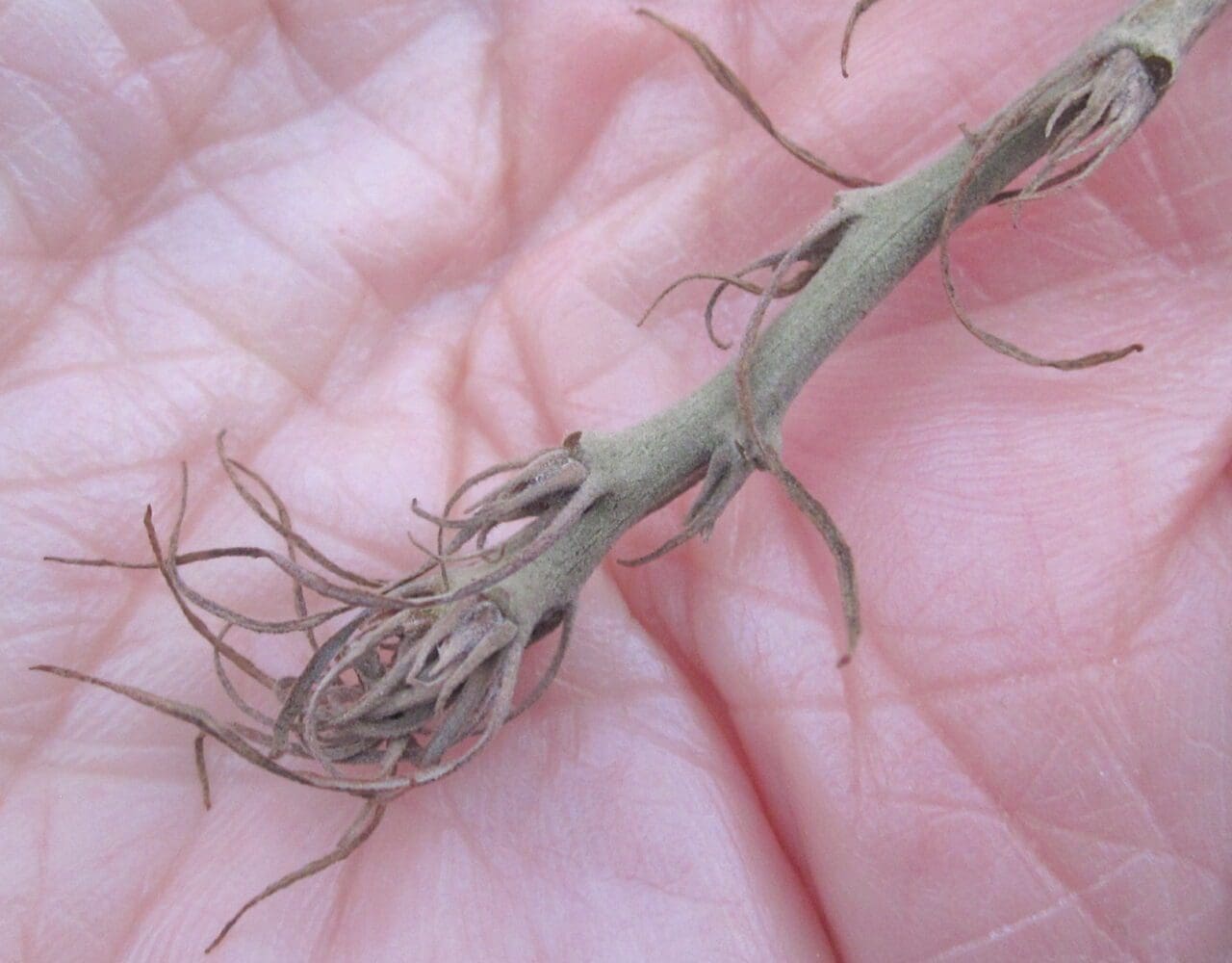 Oaks - Tree Guide UK - Oak tree identification
