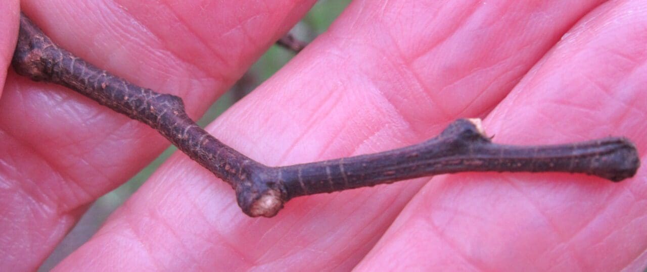 False Acacia - Tree Guide UK - False Acacia tree identification