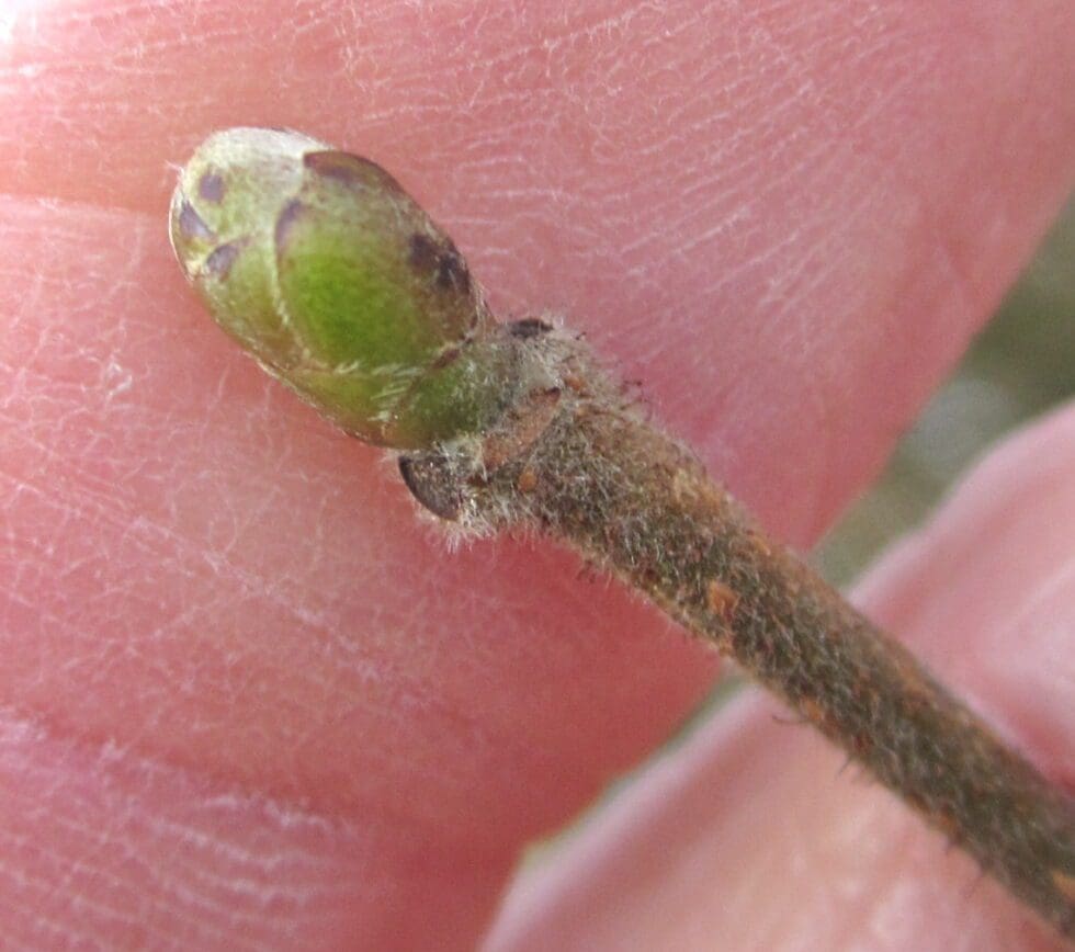 Hazel - Tree Guide UK - Common Hazel tree identification