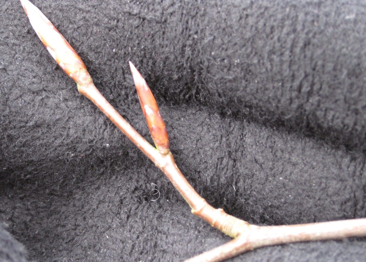 Beech - Tree Guide UK- Common Beech tree identification