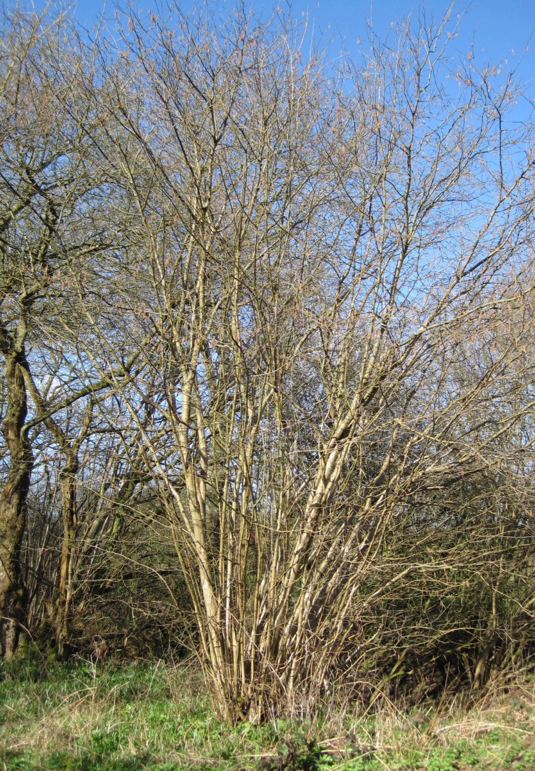 Hazel - Tree Guide UK - Common Hazel tree identification